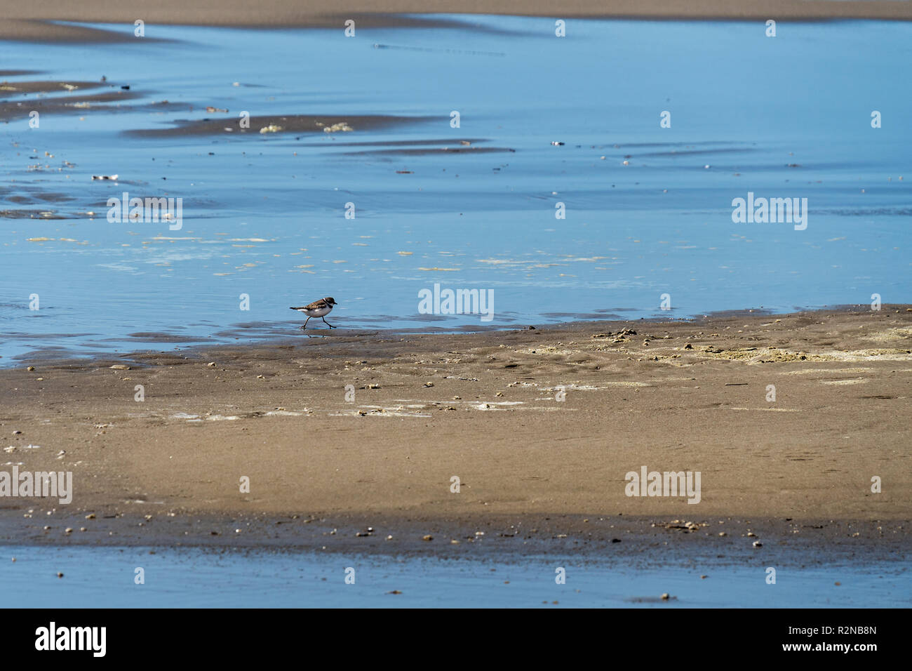 Pacific Coast, Oregon Dunes National Park, Snowy Plover Stock Photo - Alamy