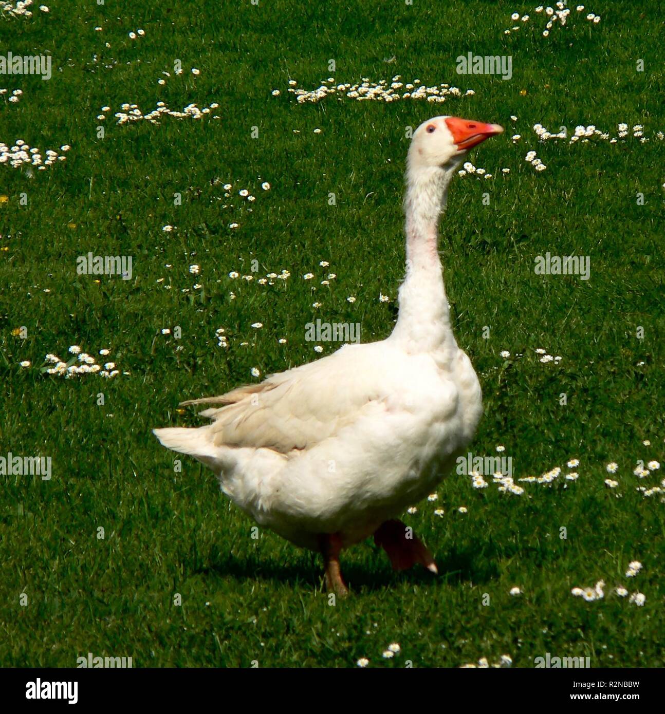 Silly goose hi-res stock photography and images - Alamy
