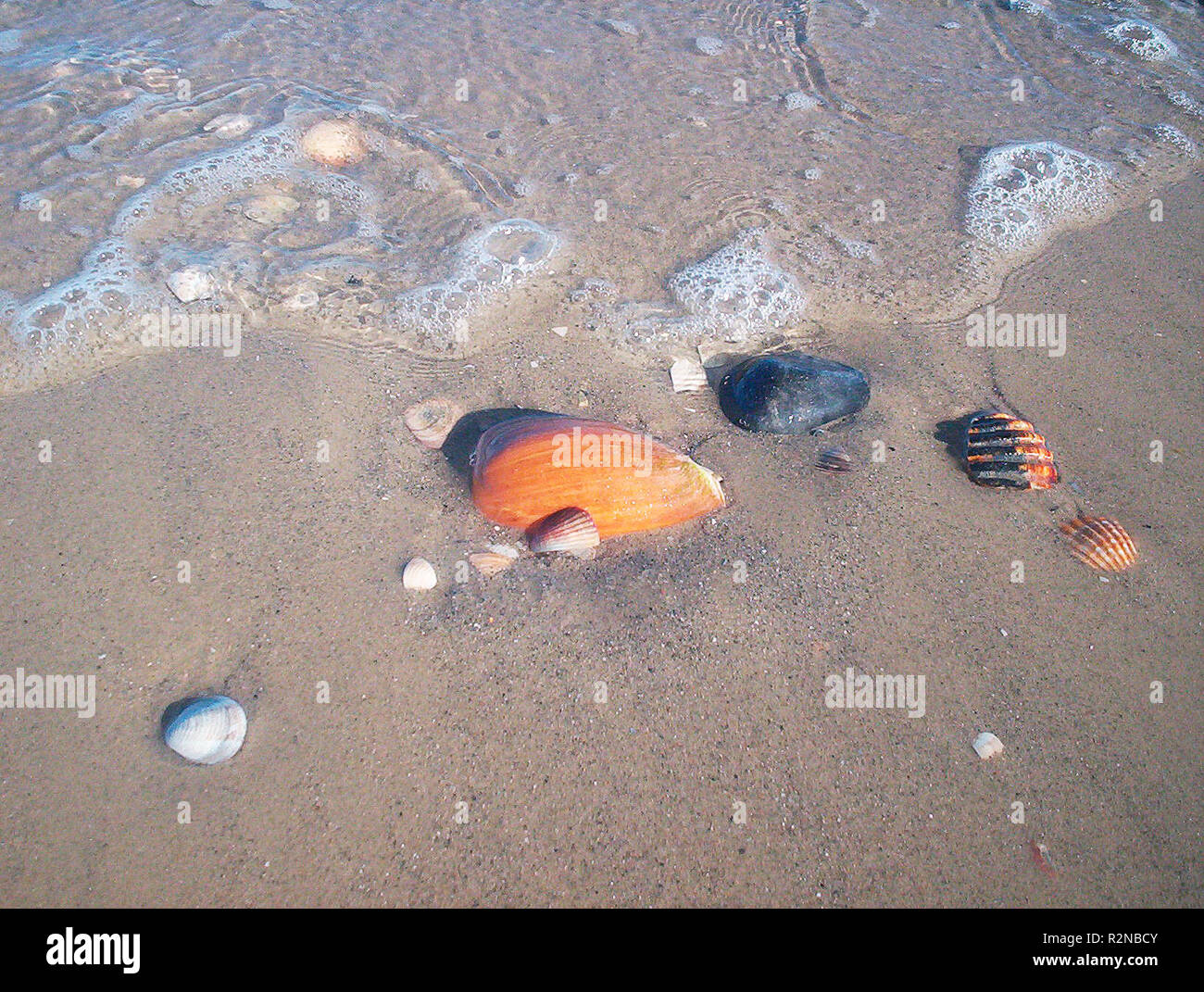 mussels on the beach Stock Photo - Alamy