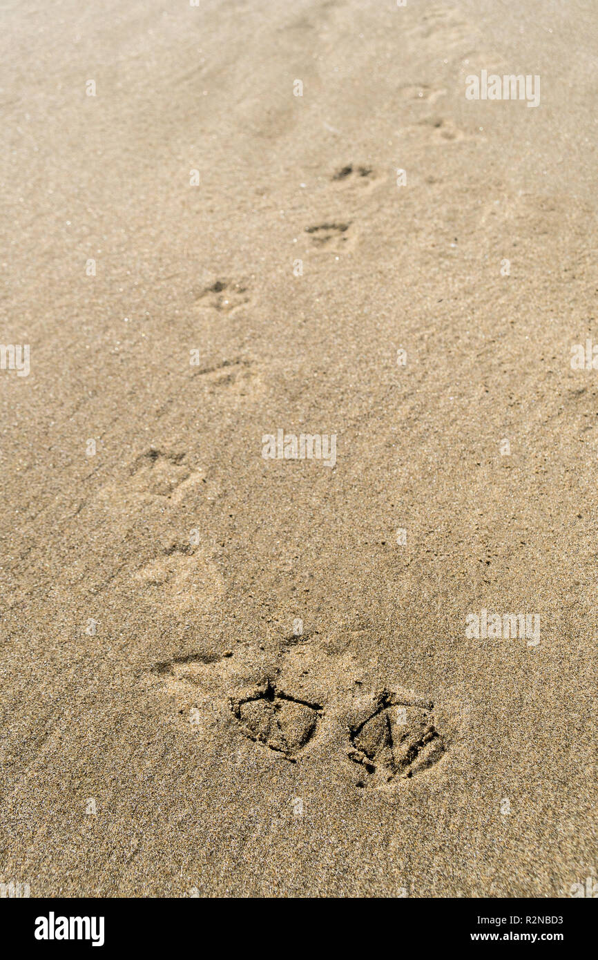Pacific Coast, Oregon Dunes National Park, Seagull tracks Stock Photo ...