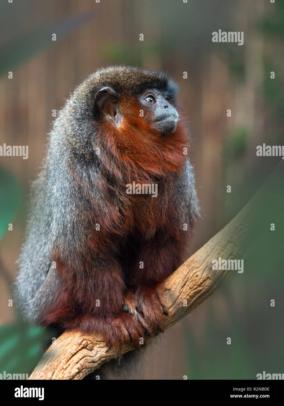 Coppery titi monkey Callicebus cupreus Stock Photo - Alamy