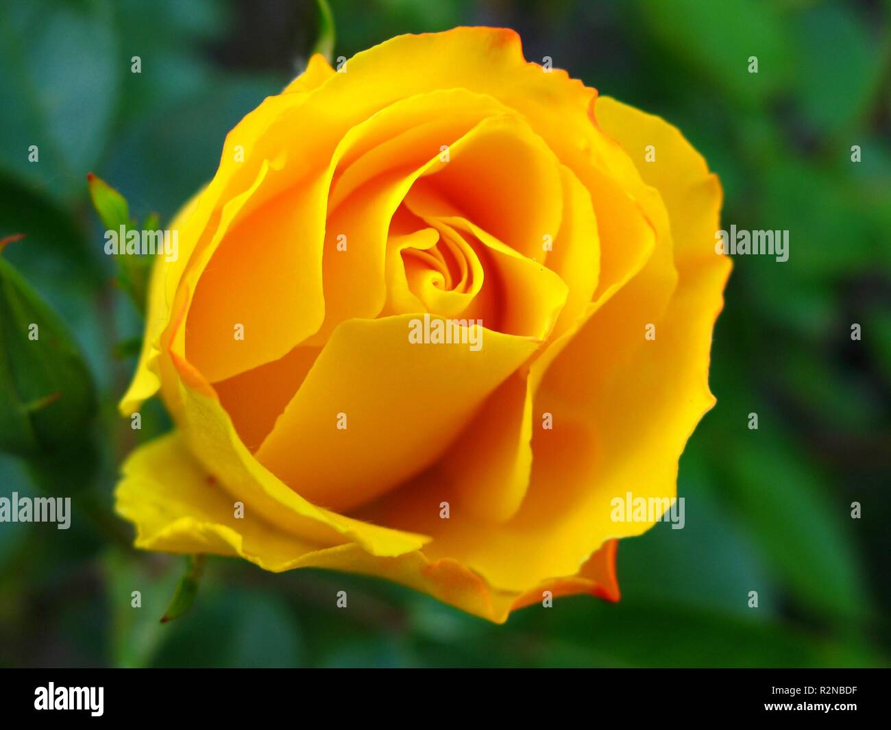 first rose of the year Stock Photo - Alamy