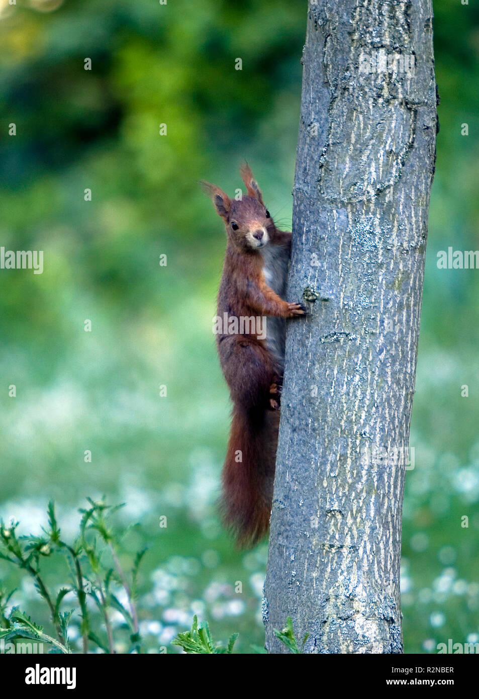 Buschiger schwanz hi-res stock photography and images - Alamy