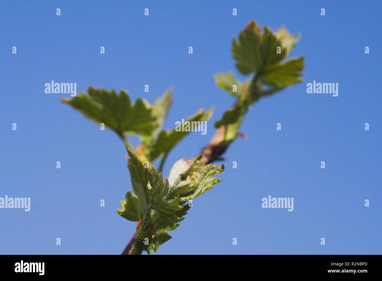 Oblique leaf hi-res stock photography and images - Alamy
