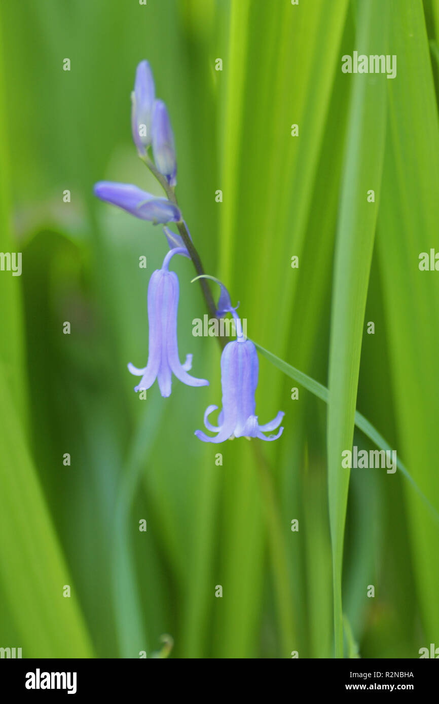 Light blue bellflower hi-res stock photography and images - Alamy