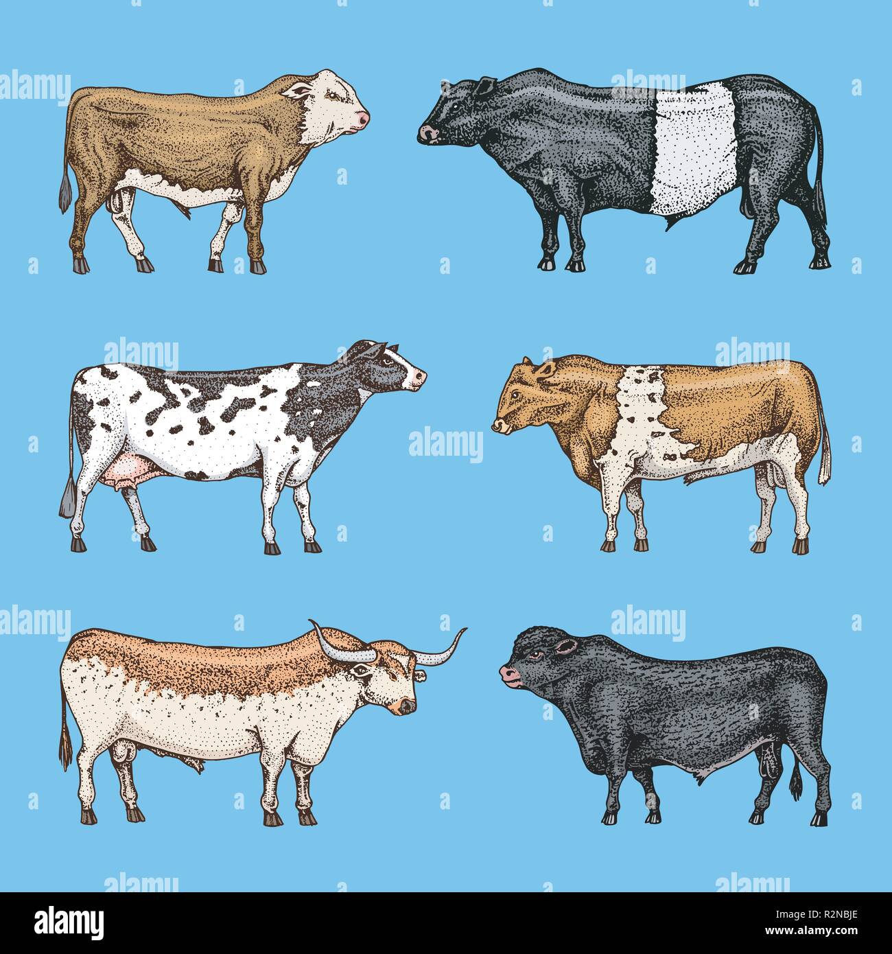 Guernsey cows Stock Vector Images - Alamy