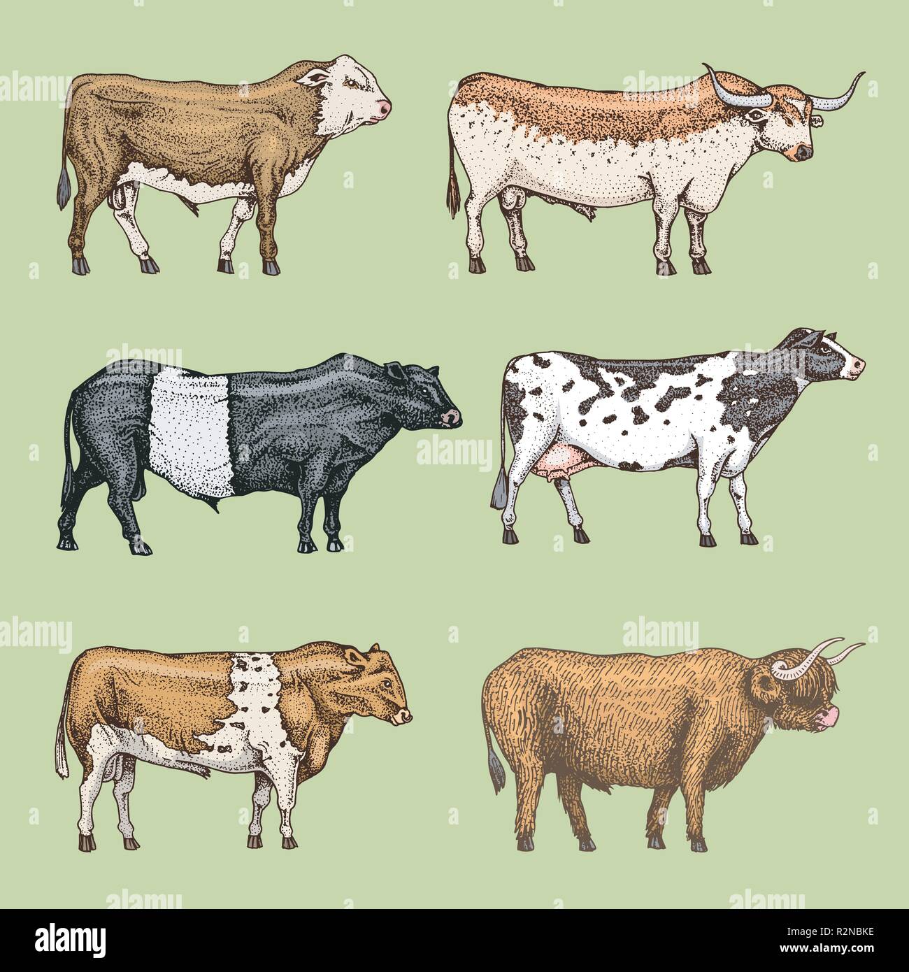 Guernsey milk cows Stock Vector Images - Alamy
