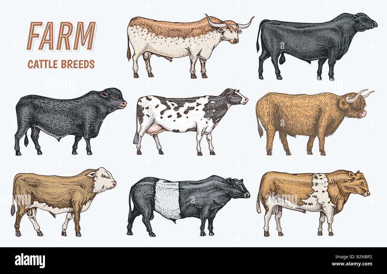 Farm cattle bulls and cows. natural milk and meat. Different breeds of ...