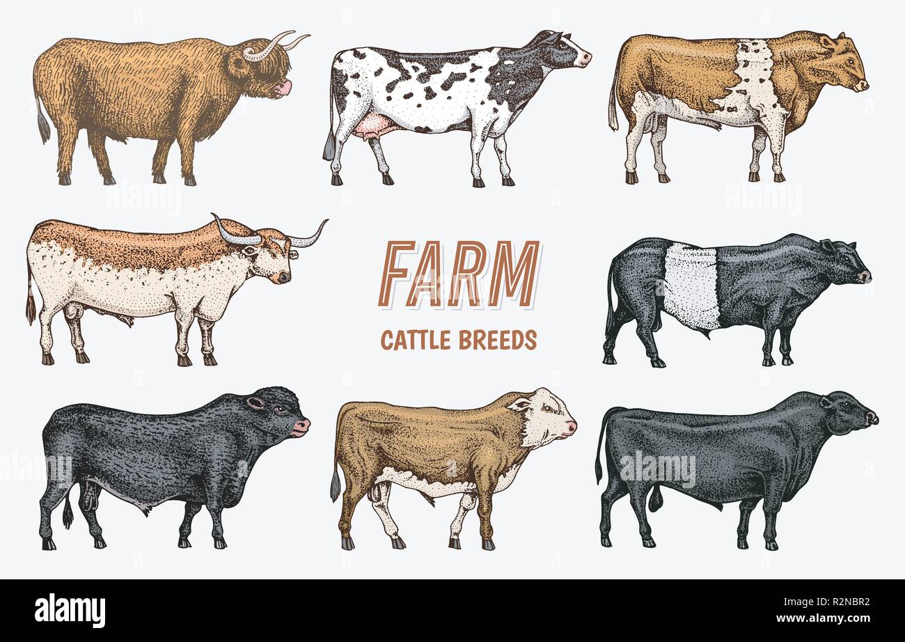 Farm cattle bulls and cows. Different breeds of domestic animals ...
