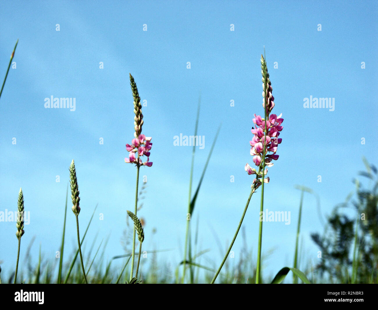 Pollinose hi-res stock photography and images - Alamy