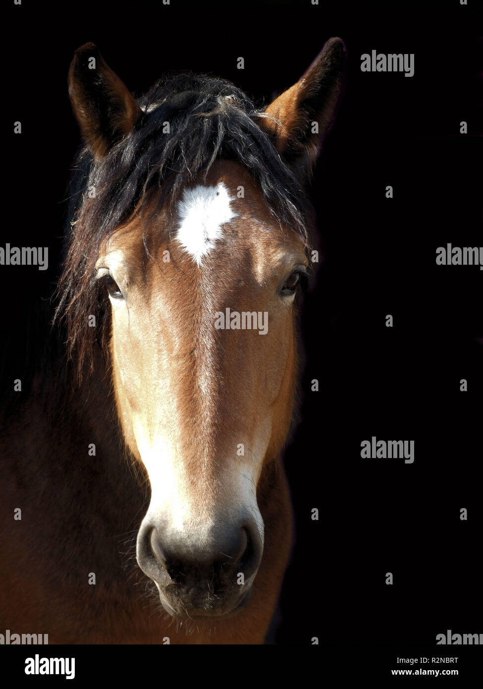 Frontally look hi-res stock photography and images - Alamy