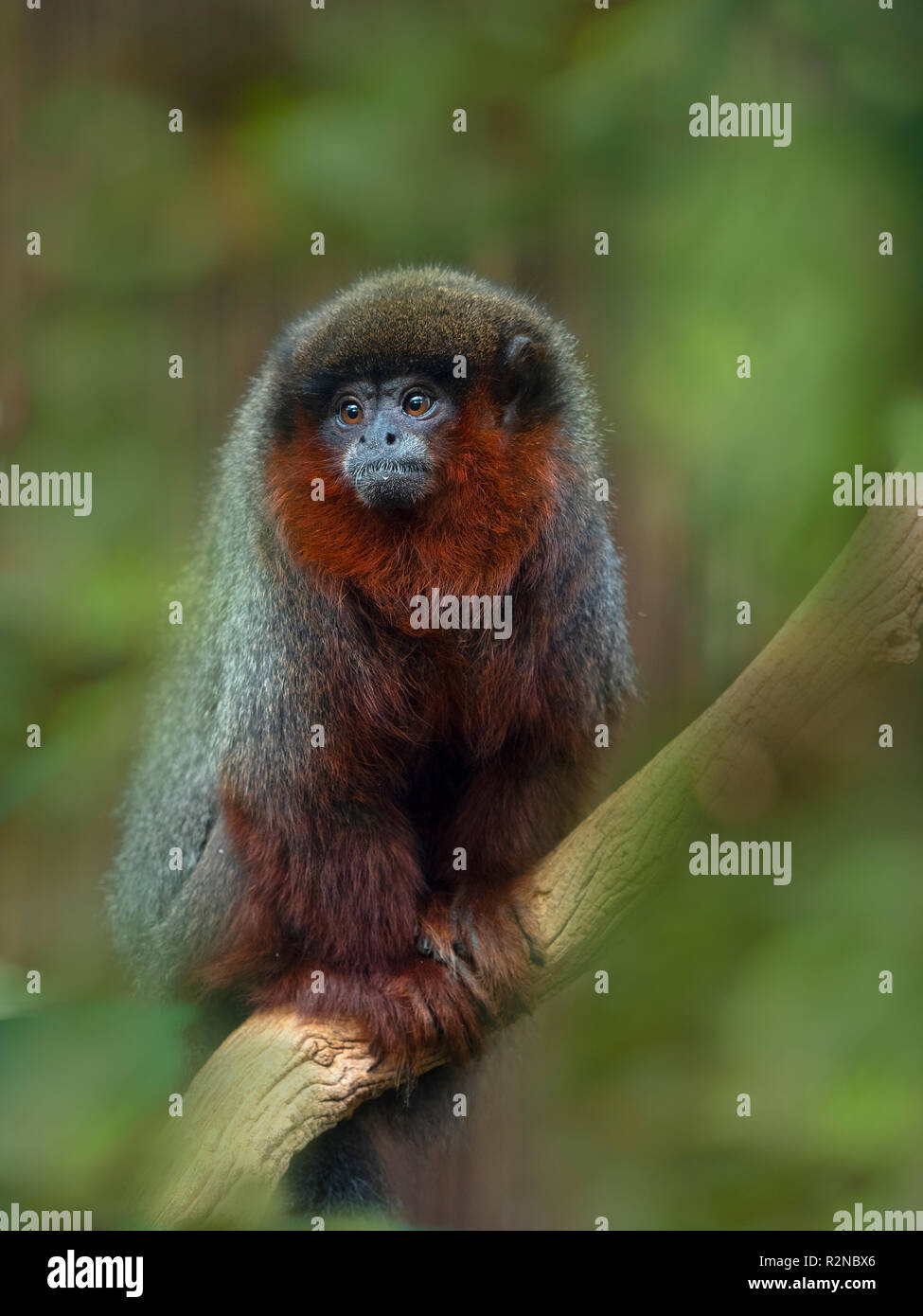 Coppery titi monkey Callicebus cupreus Stock Photo - Alamy