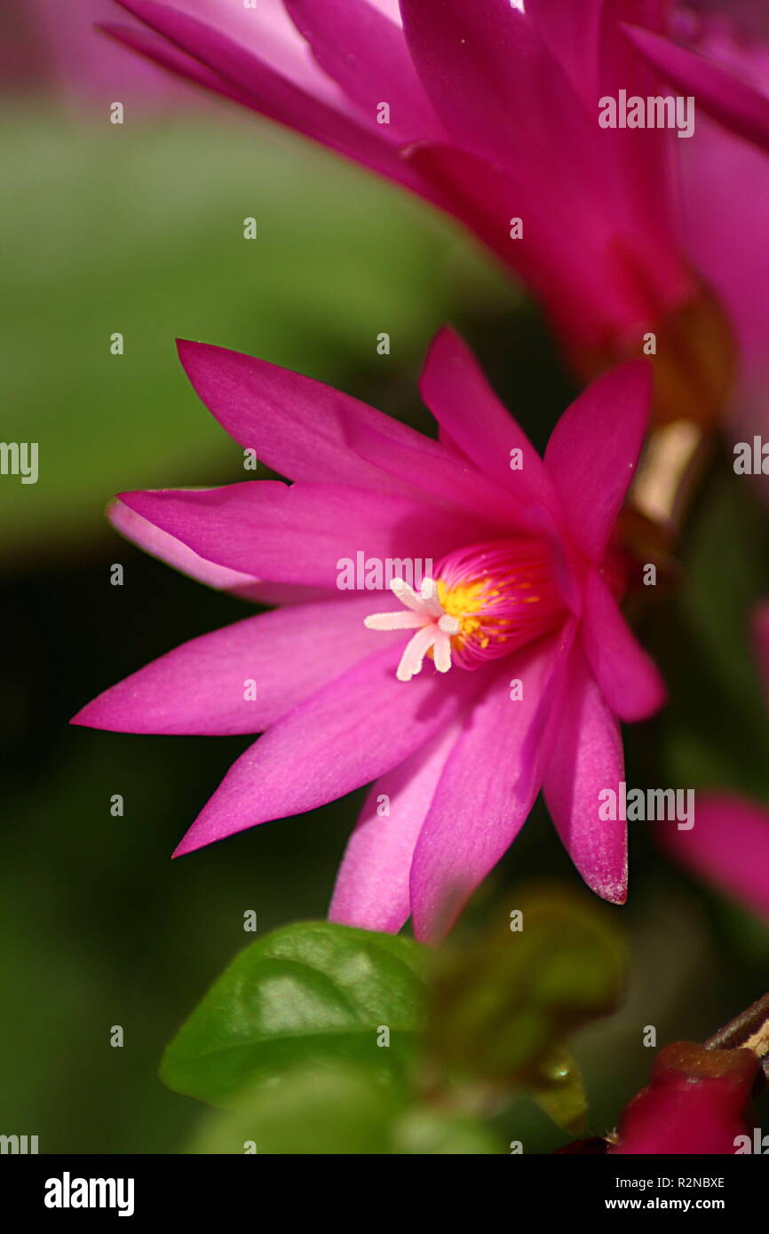 Bloom shape hi-res stock photography and images - Alamy