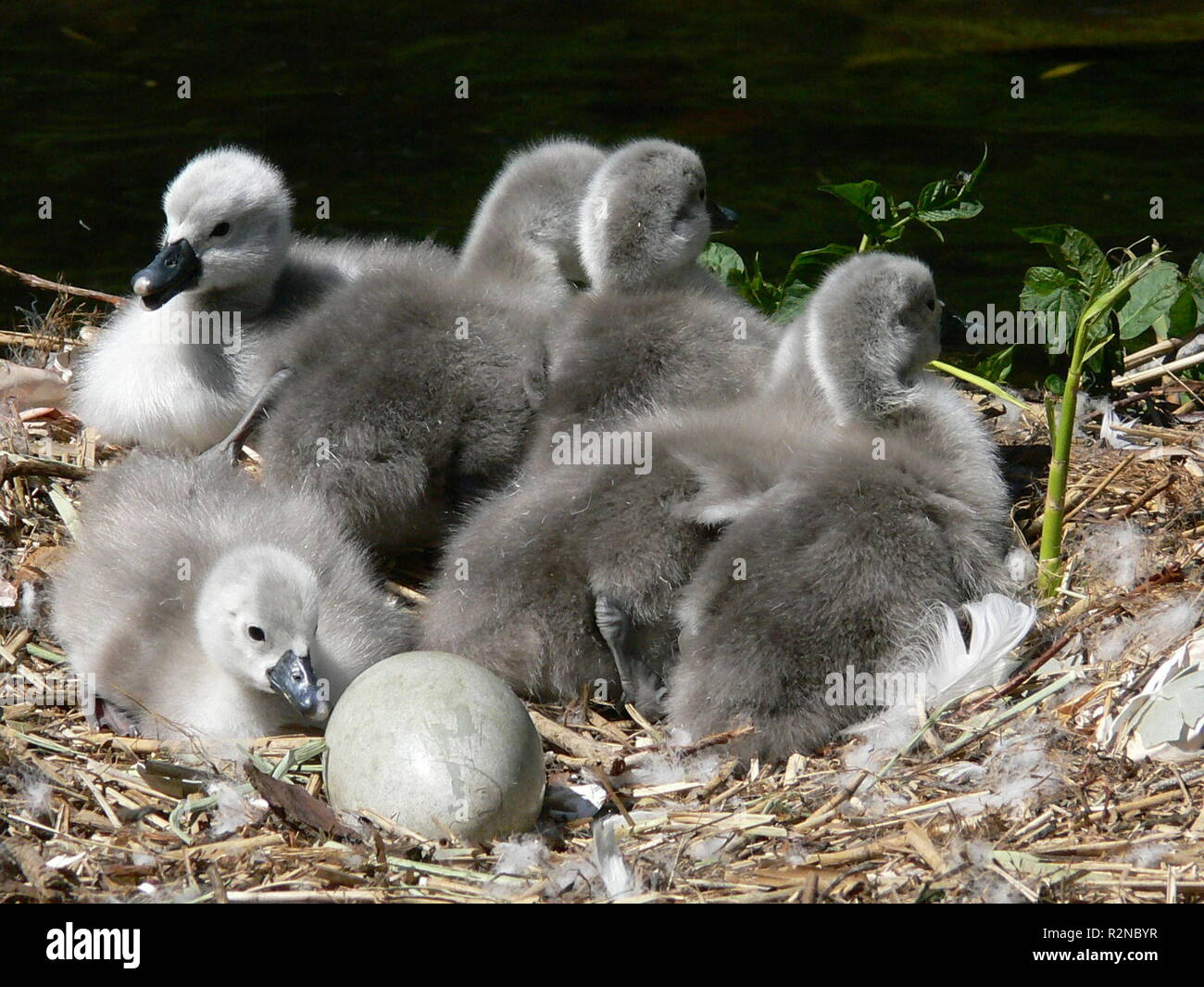 Geschla Pft High Resolution Stock Photography and Images - Alamy
