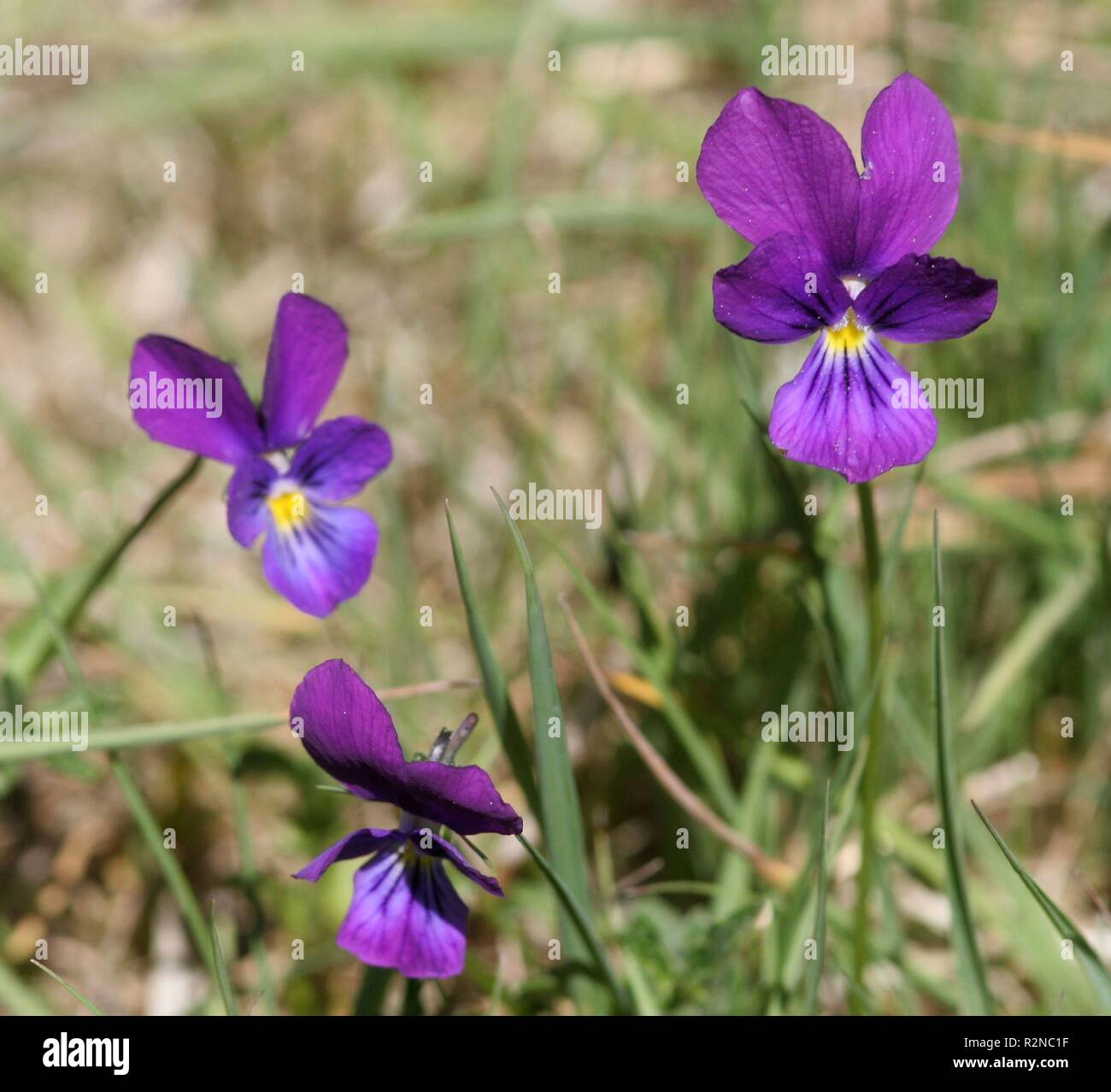 zinc violet Stock Photo - Alamy
