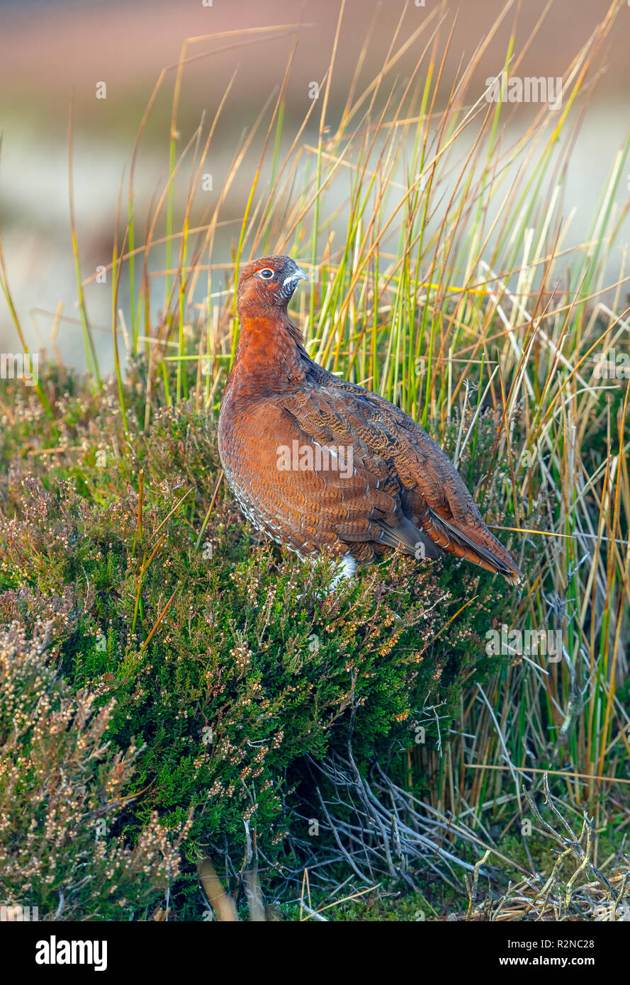 Red Grouse male (Scientific name: Lagopus lagopus scotica) in natural ...
