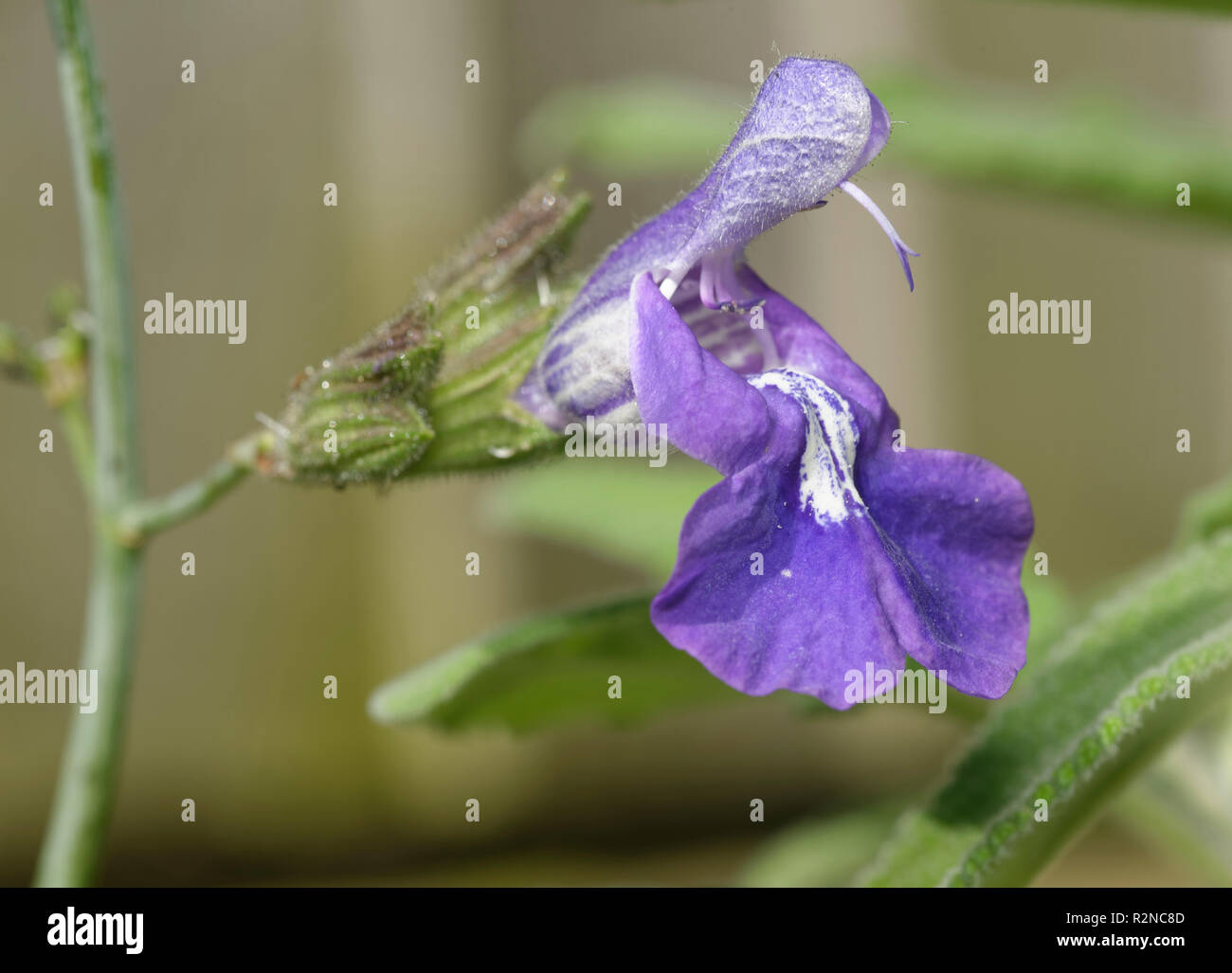 Salvia candelabrum A Clary flower from Spain Stock Photo - Alamy