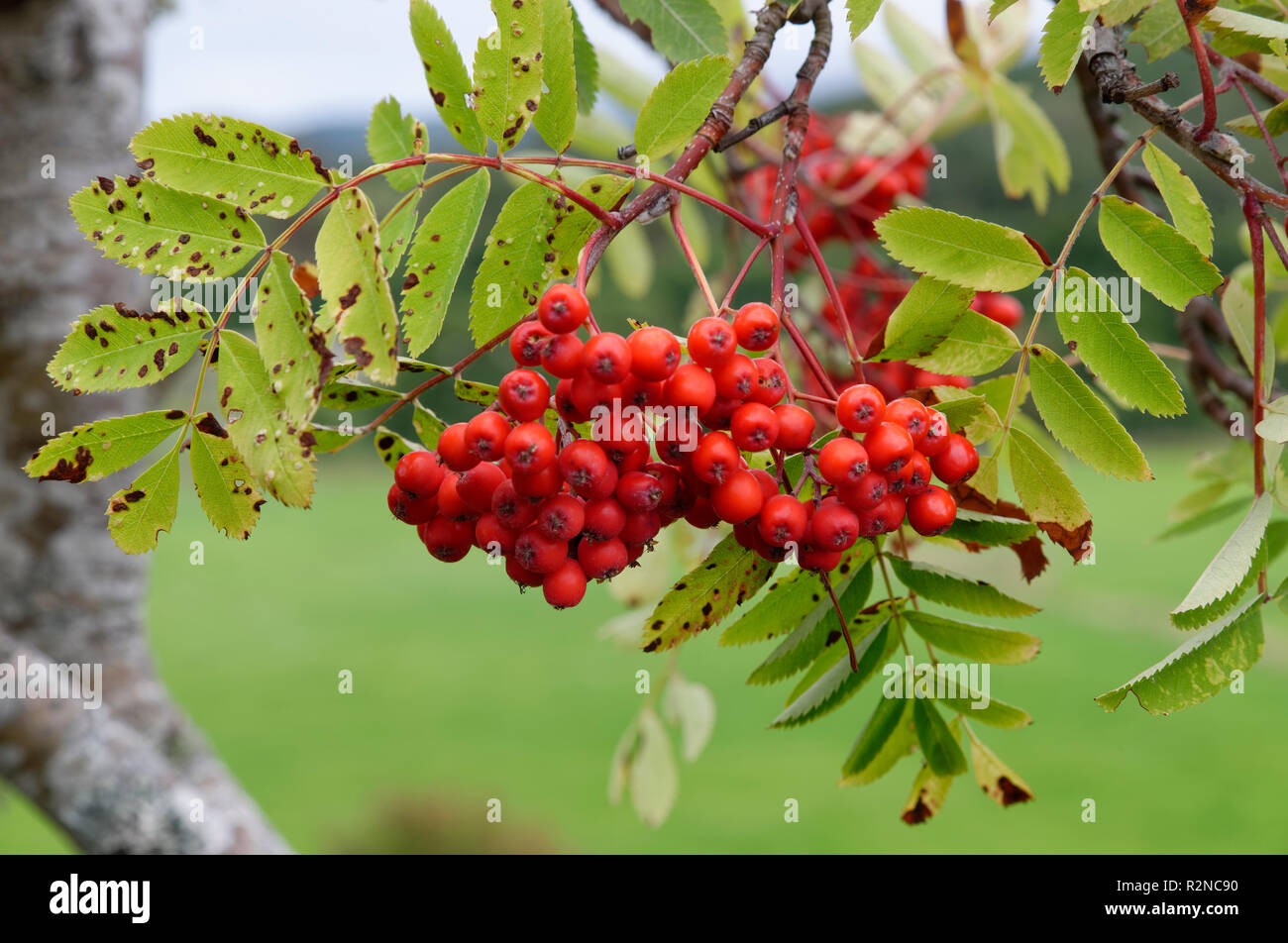 Sorbus aucuparia tree hi-res stock photography and images - Alamy