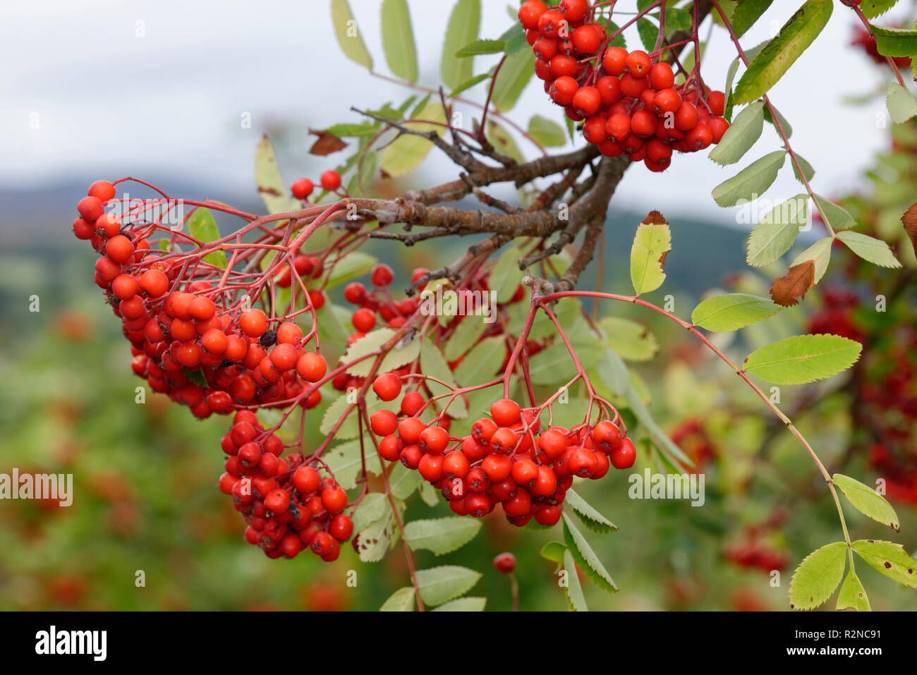 Sorbus aucuparia tree hi-res stock photography and images - Alamy