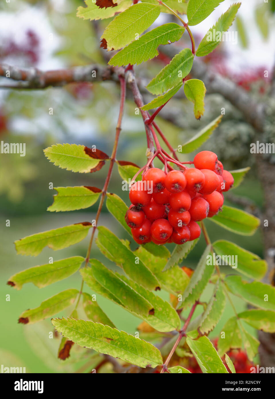 Rowan or Mountain Ash - Sorbus aucuparia Fruit & Leaved Stock Photo - Alamy