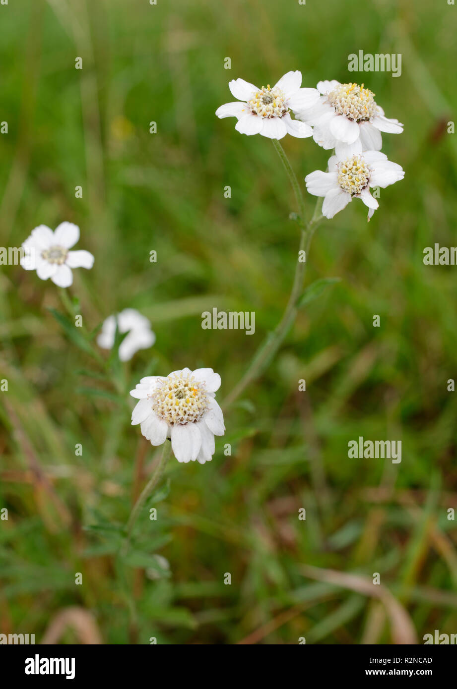 Achillea ptarmica hi-res stock photography and images - Alamy