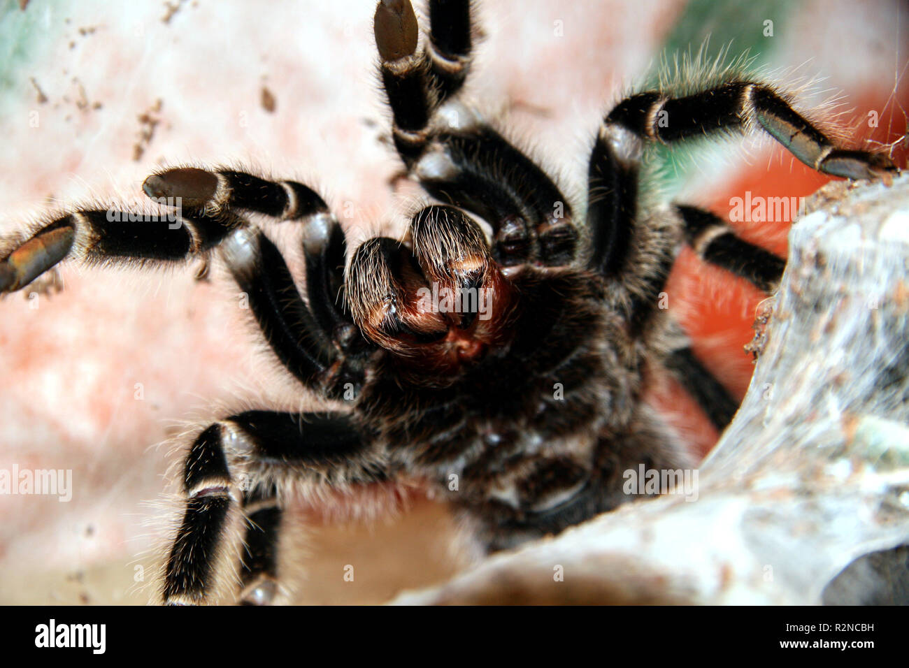 Spider birds hi-res stock photography and images - Alamy
