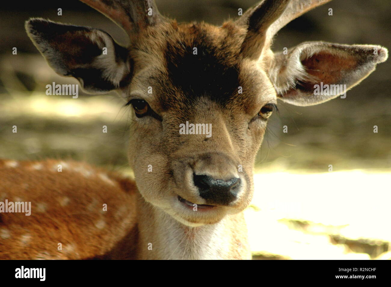 Damhirschportrait hi-res stock photography and images - Alamy