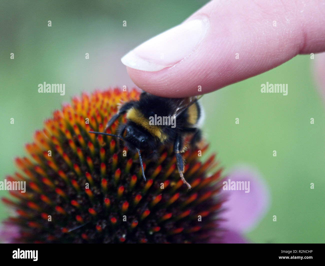 Bee sting hand hi-res stock photography and images - Alamy