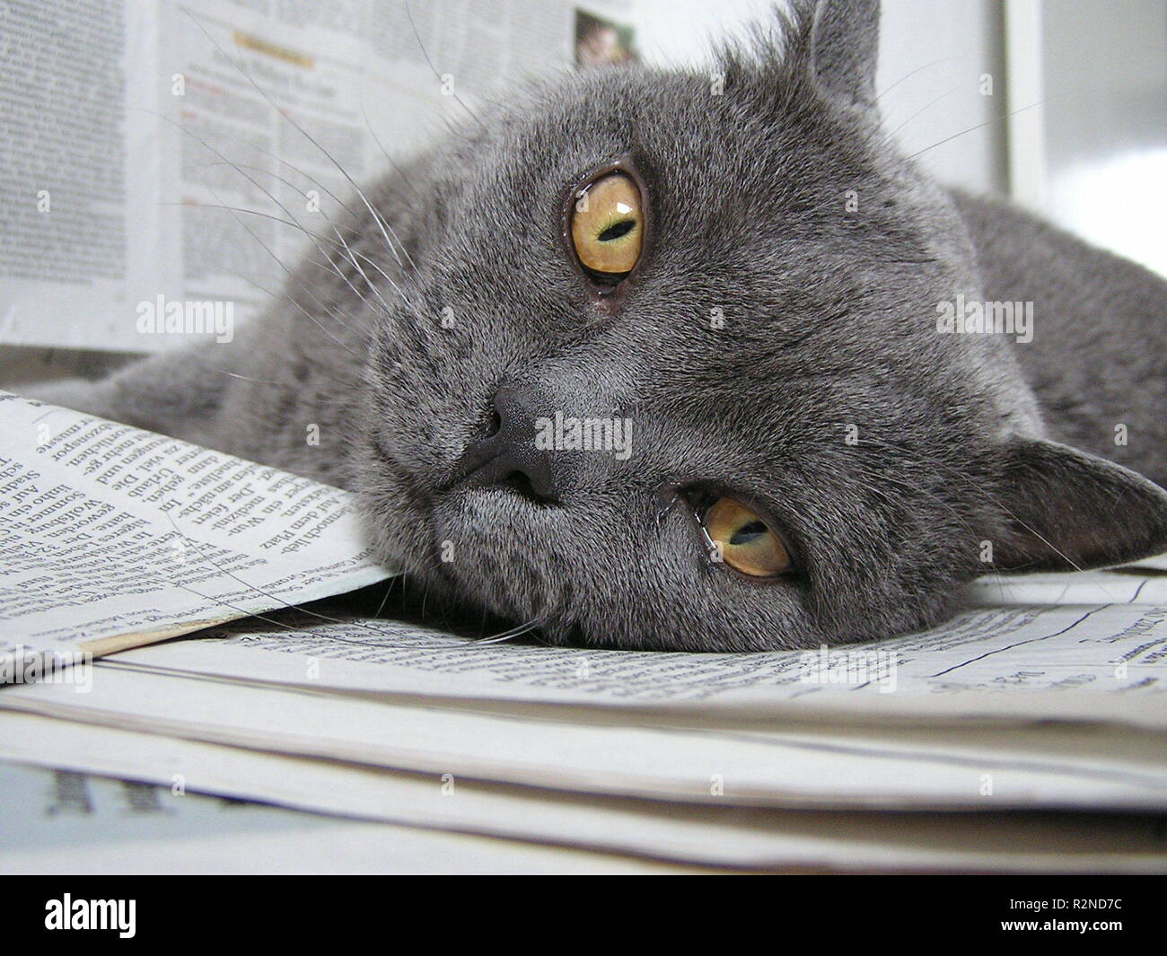 Cat reading newspaper hi-res stock photography and images - Alamy