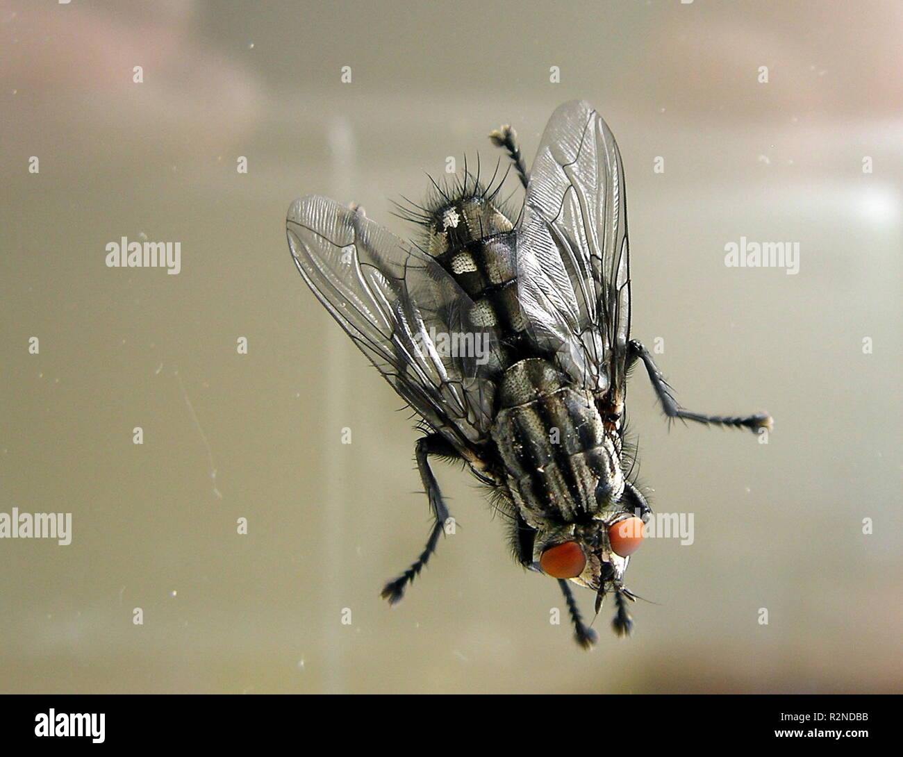 Blowfly plant hi-res stock photography and images - Alamy