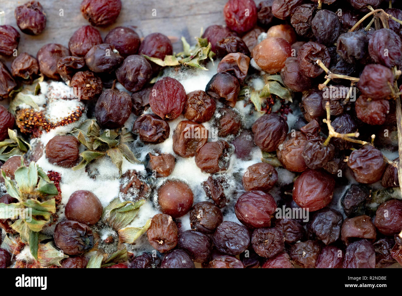 Mouldy grapes hi-res stock photography and images - Alamy