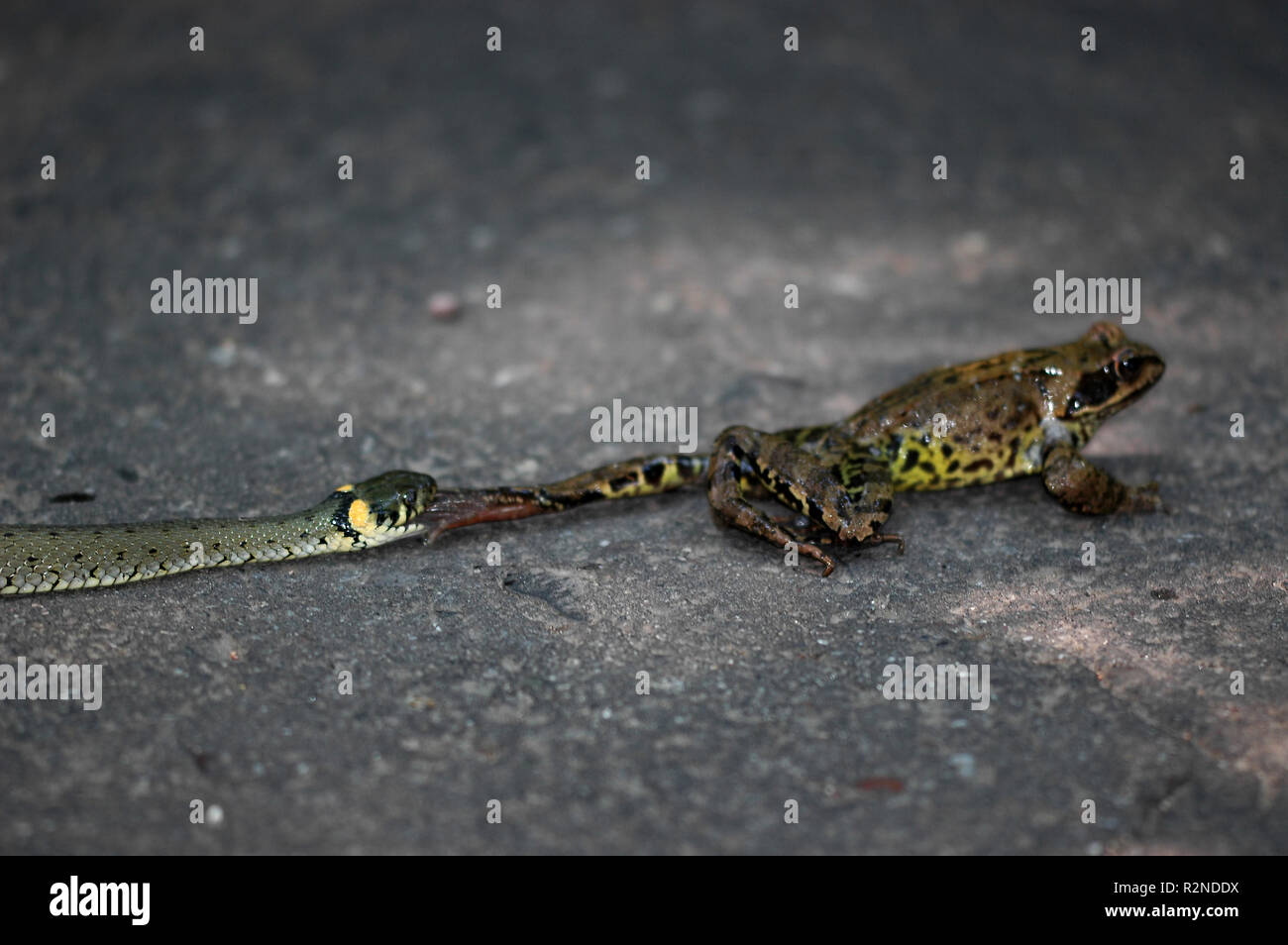 snake and frog Stock Photo - Alamy