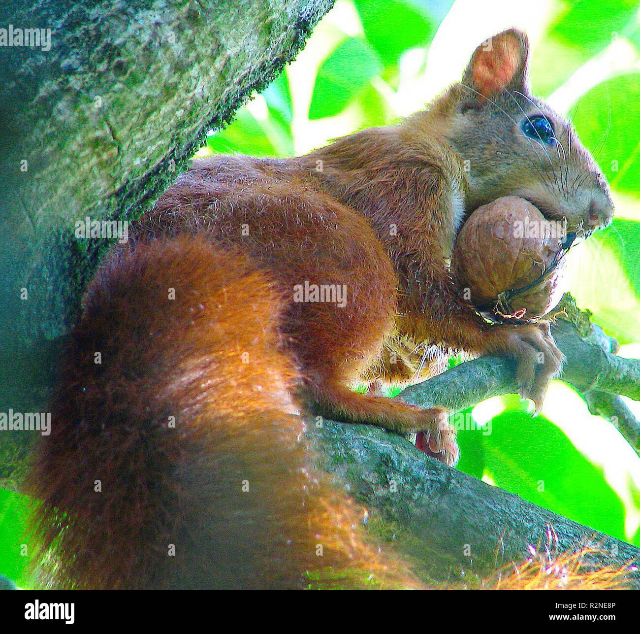 squirrel with nut Stock Photo - Alamy