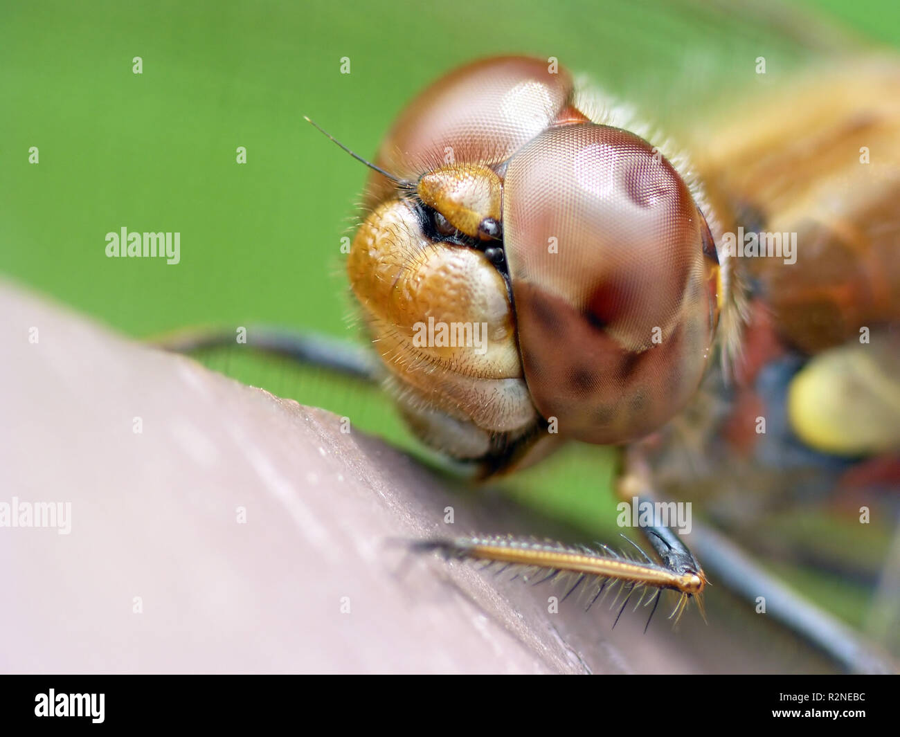 Dragonfly head hi-res stock photography and images - Alamy