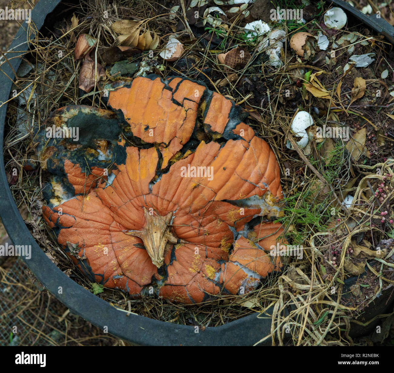 rotting pumpkin on top of compost pile Stock Photo - Alamy