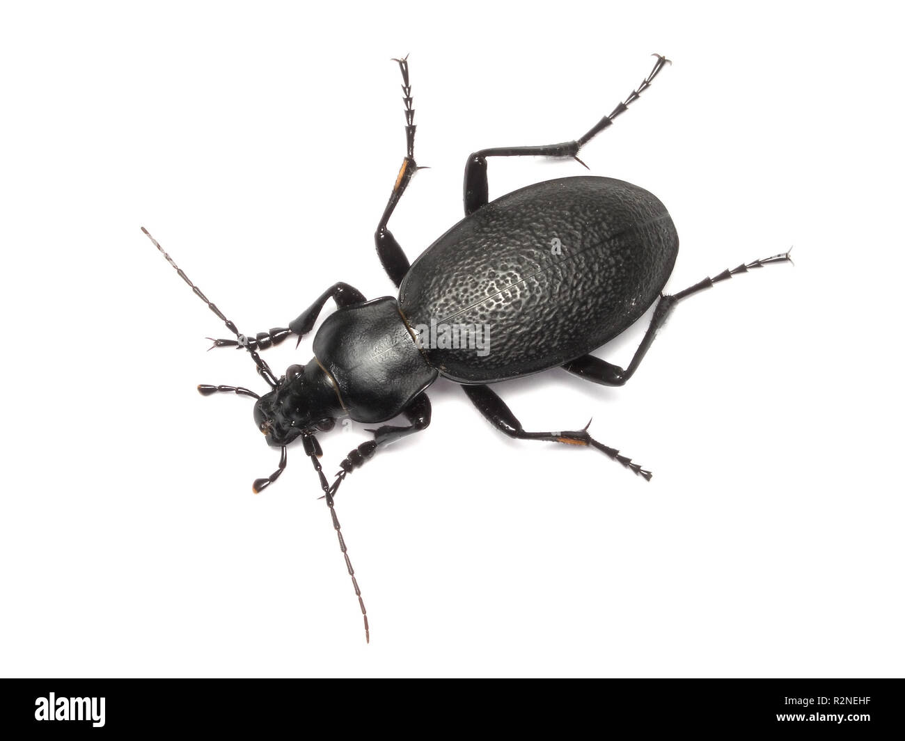 Leather beetle hi-res stock photography and images - Alamy