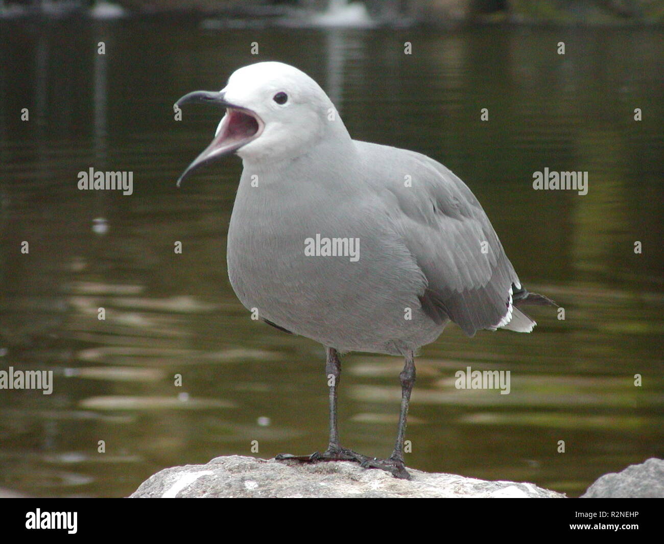 Cry Of Seagull High Resolution Stock Photography and Images - Alamy