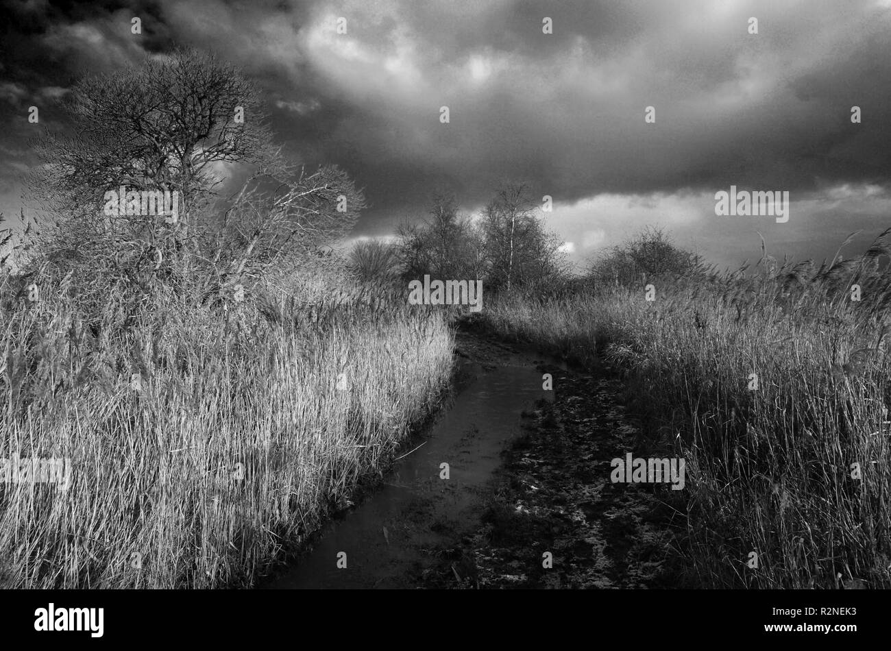 Stodmarsh national nature reserve hi-res stock photography and images ...