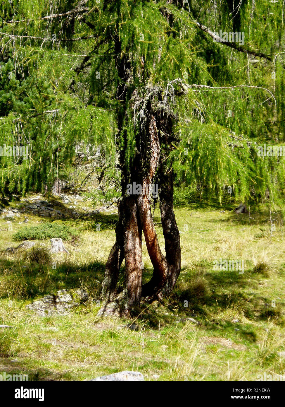 Baumfamilie hi-res stock photography and images - Alamy