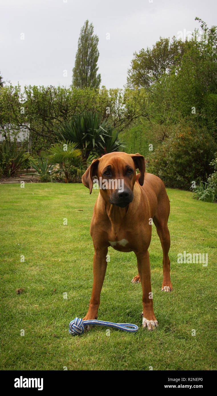 South african ridgeback hi-res stock photography and images - Alamy