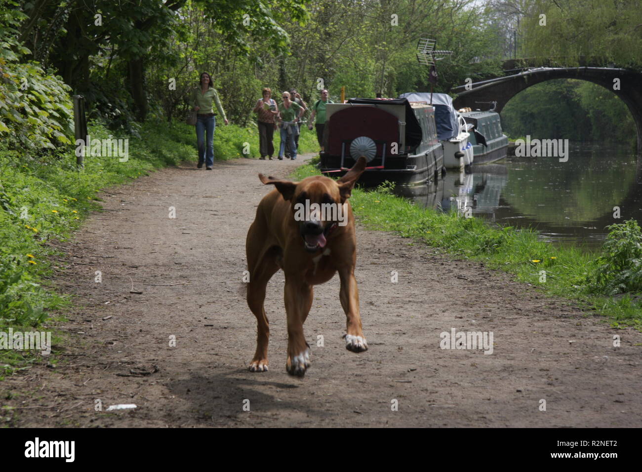 South african ridgeback hi-res stock photography and images - Alamy