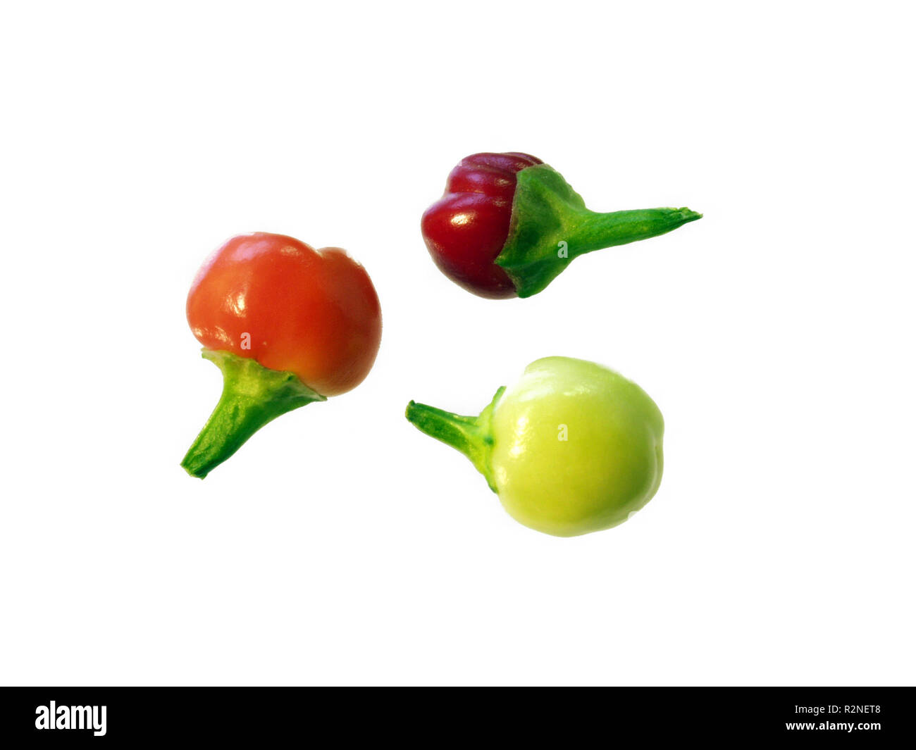 maturation mini chili Stock Photo - Alamy