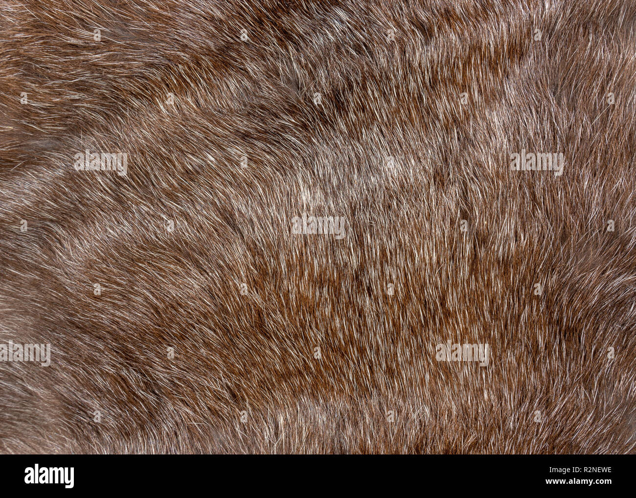 fluffy brown natural animal fur texture background closeup Stock Photo ...