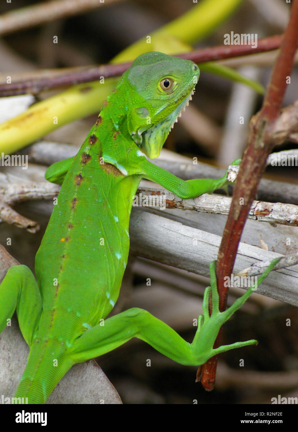 Iguana toes hi-res stock photography and images - Alamy