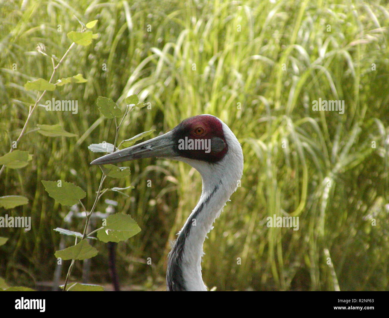 white-naped crane 1 Stock Photo - Alamy