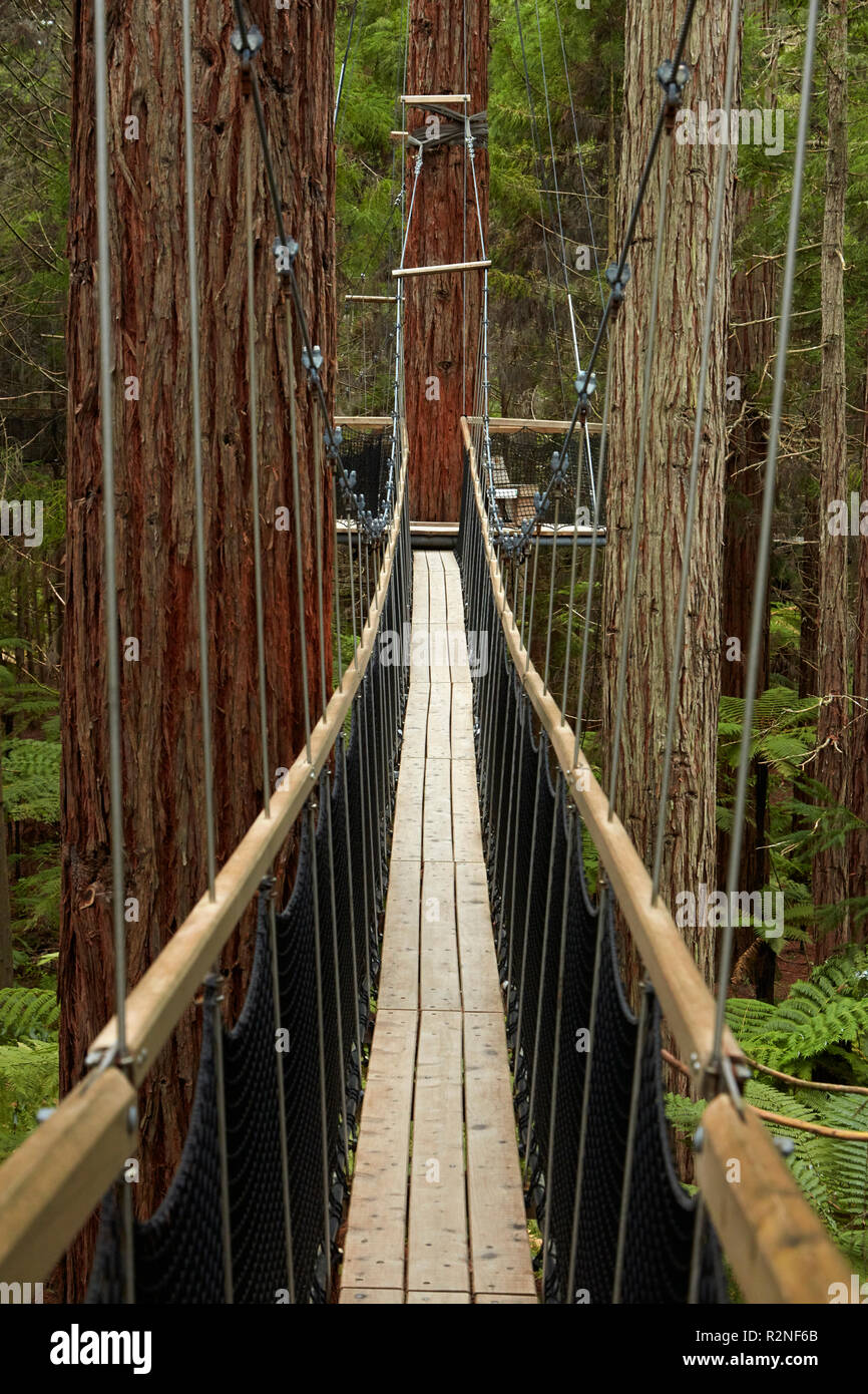Redwoods Treewalk at The Redwoods (Whakarewarewa Forest), Rotorua ...
