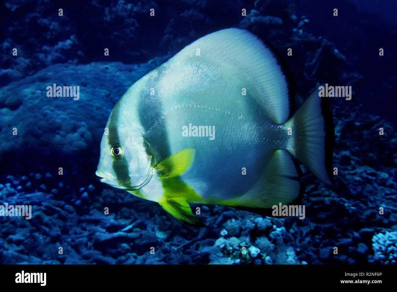 Oval Fish Stock Photos & Oval Fish Stock Images - Alamy