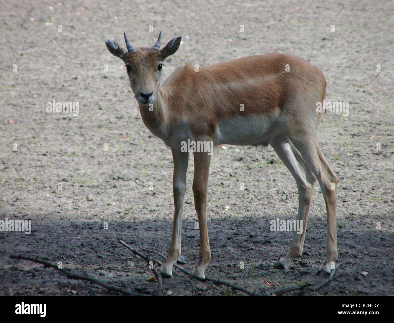stag-goat antelope 2 Stock Photo - Alamy