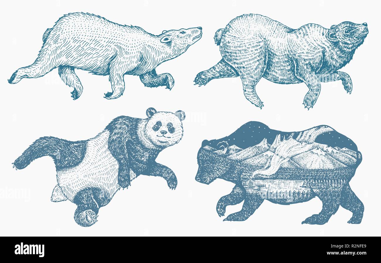 Wild animal jumping. Soaring brown and Polar bear and Giant panda ...