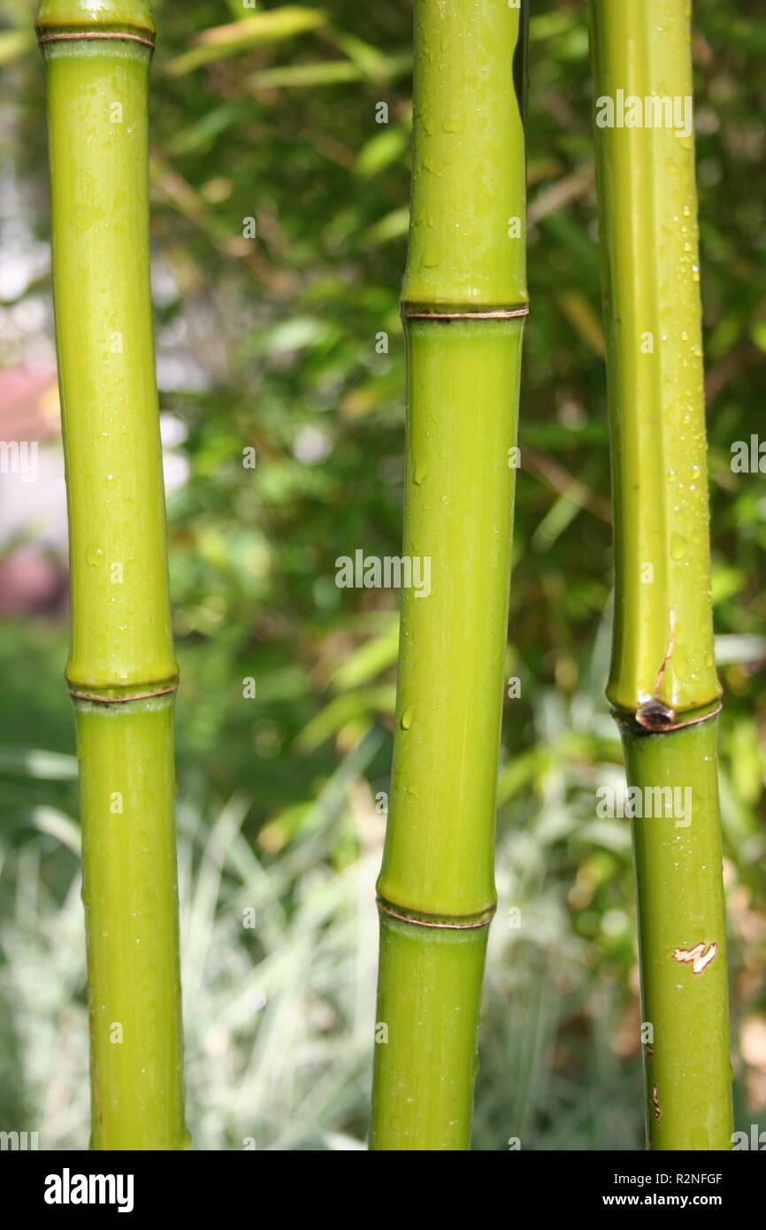 Bambushalme hi-res stock photography and images - Alamy